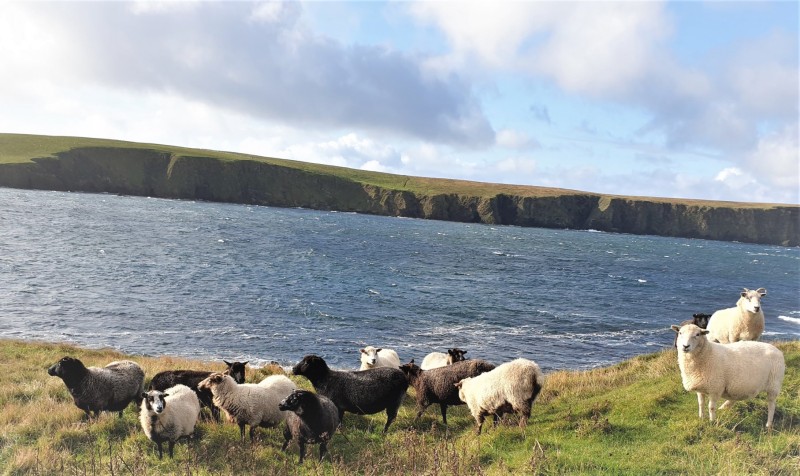 Shetland Tour - 2023 | Field Farm Tours