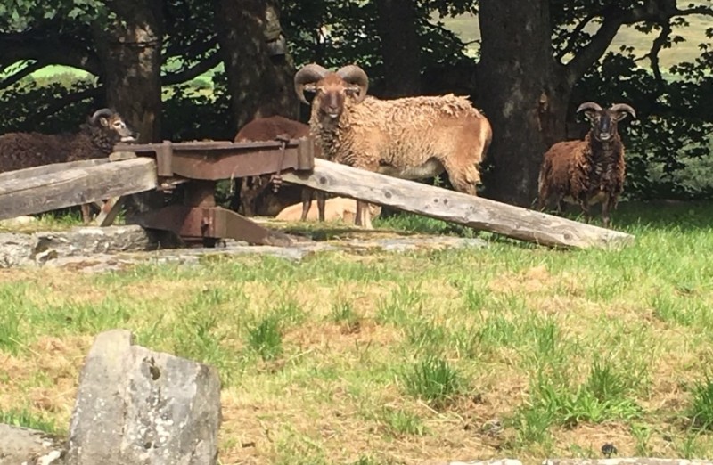 Autumn Gathering tour is proving popular! | Field Farm Tours