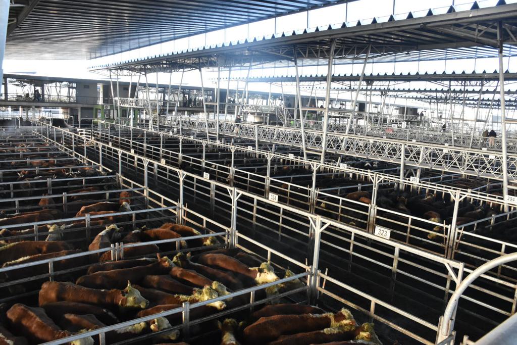 Argentina Beef & Wine Tour | Field Farm Tours