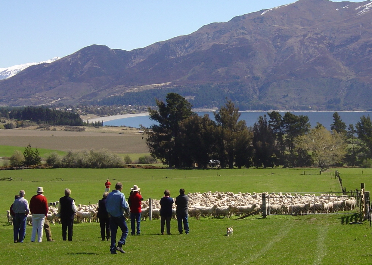 New Zealand Texel Tour - Reduced Cost!! | Field Farm Tours