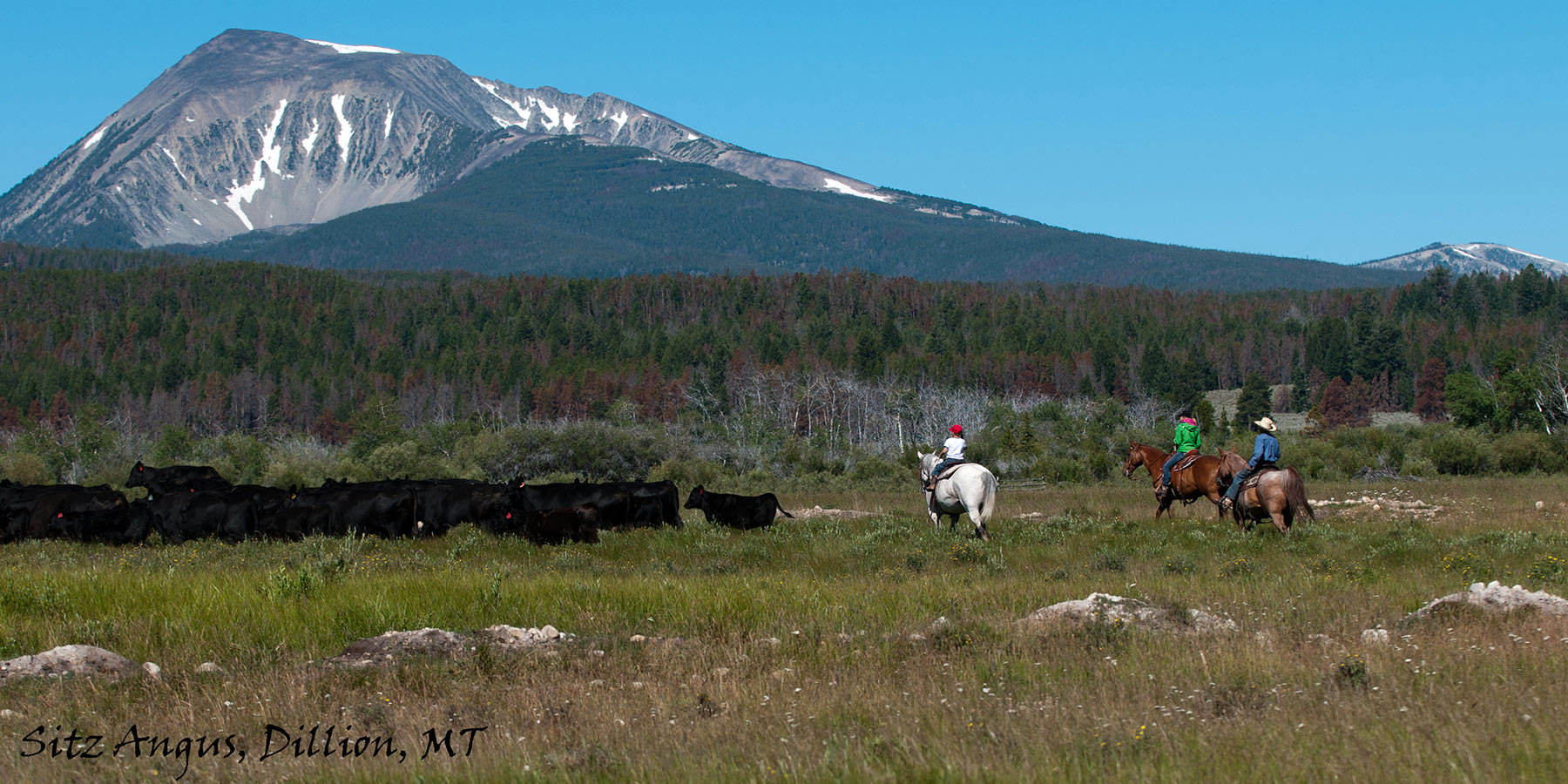 The tour brochure for the Toplines and Tails Montana Cow Tour is now ...